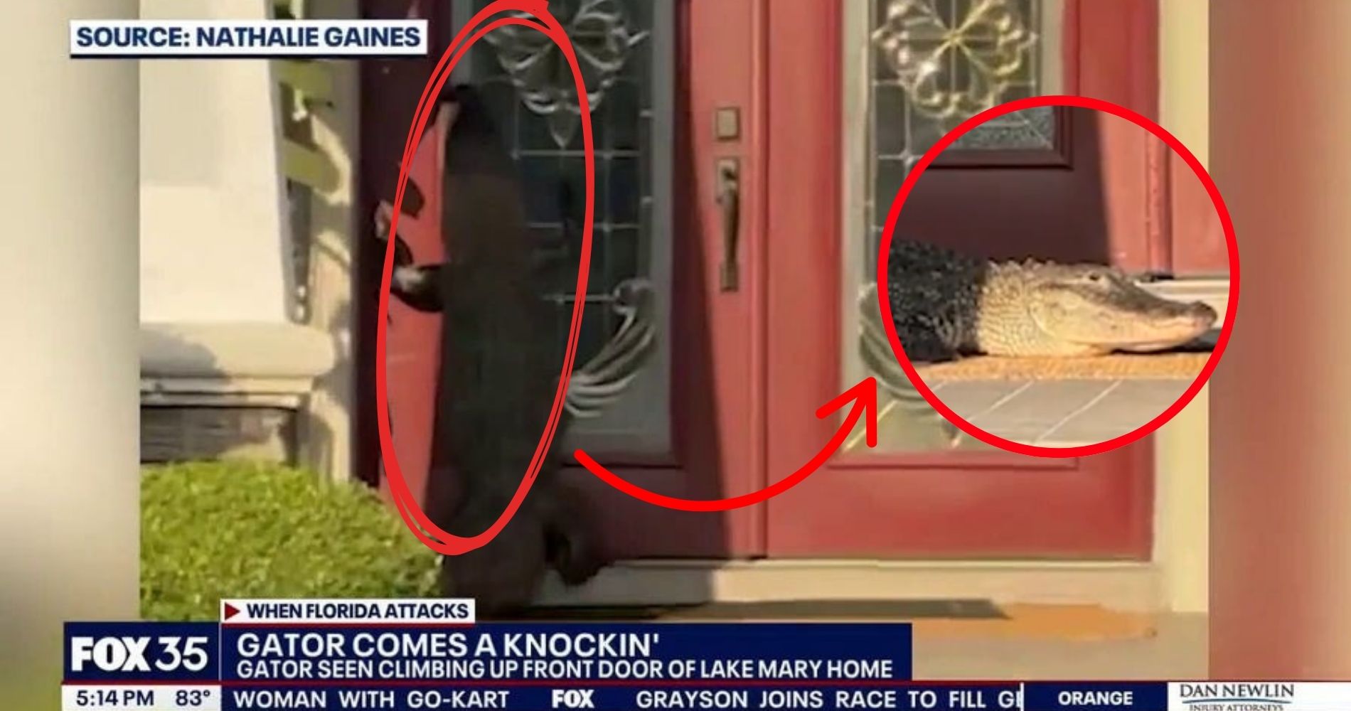 😱 Florida Doorbell Cam Catches TERRIFYING Moment Alligator Stands on ...