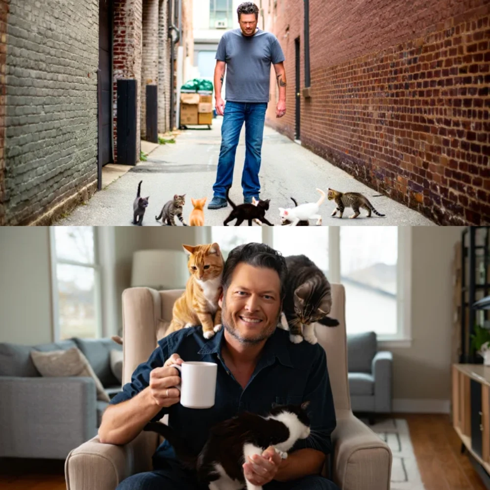 Tiny Cats in a Cold Alley Revealed Blake Shelton’s True Heart - What ...