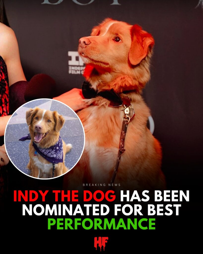 Indy the Dog’s Historic Nod: The Canine Superstar of ‘Good Boy’ Earns a ...