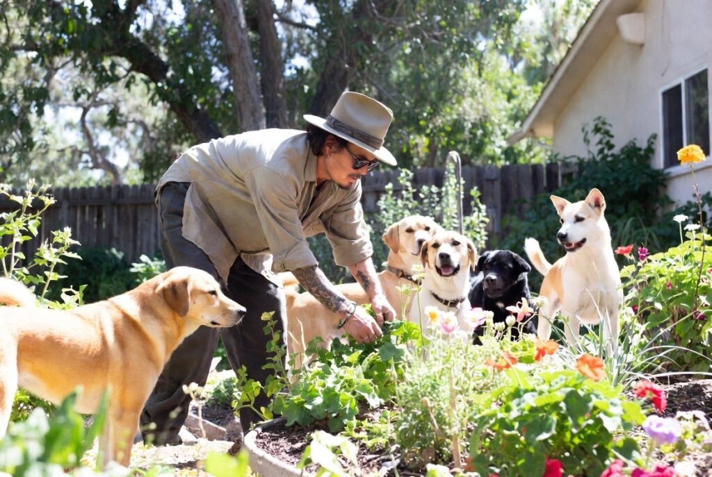 Johnny Depp Reveals He’s Happier Than Ever with His Dogs as Companions ...
