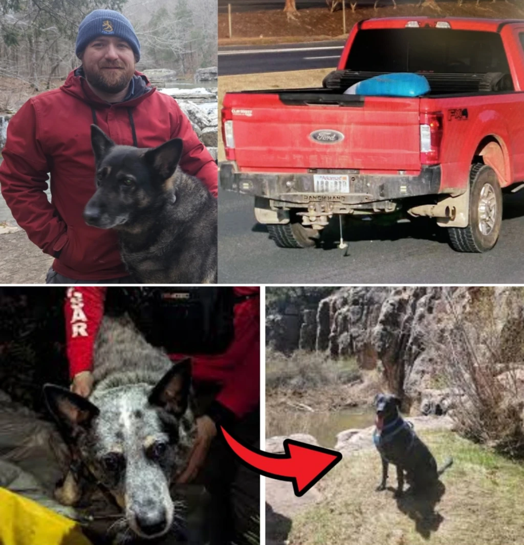 Zoey Pulled from Cliff — Chris Palmer Still Lost: Loyal Dog’s Rescue ...